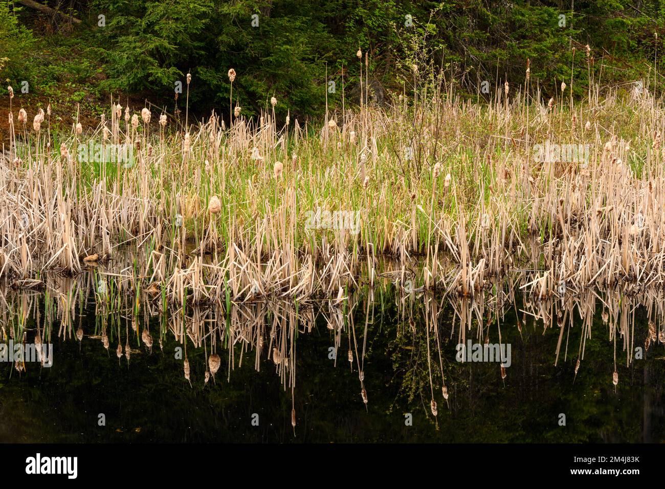 Spring cattails hi-res stock photography and images - Alamy