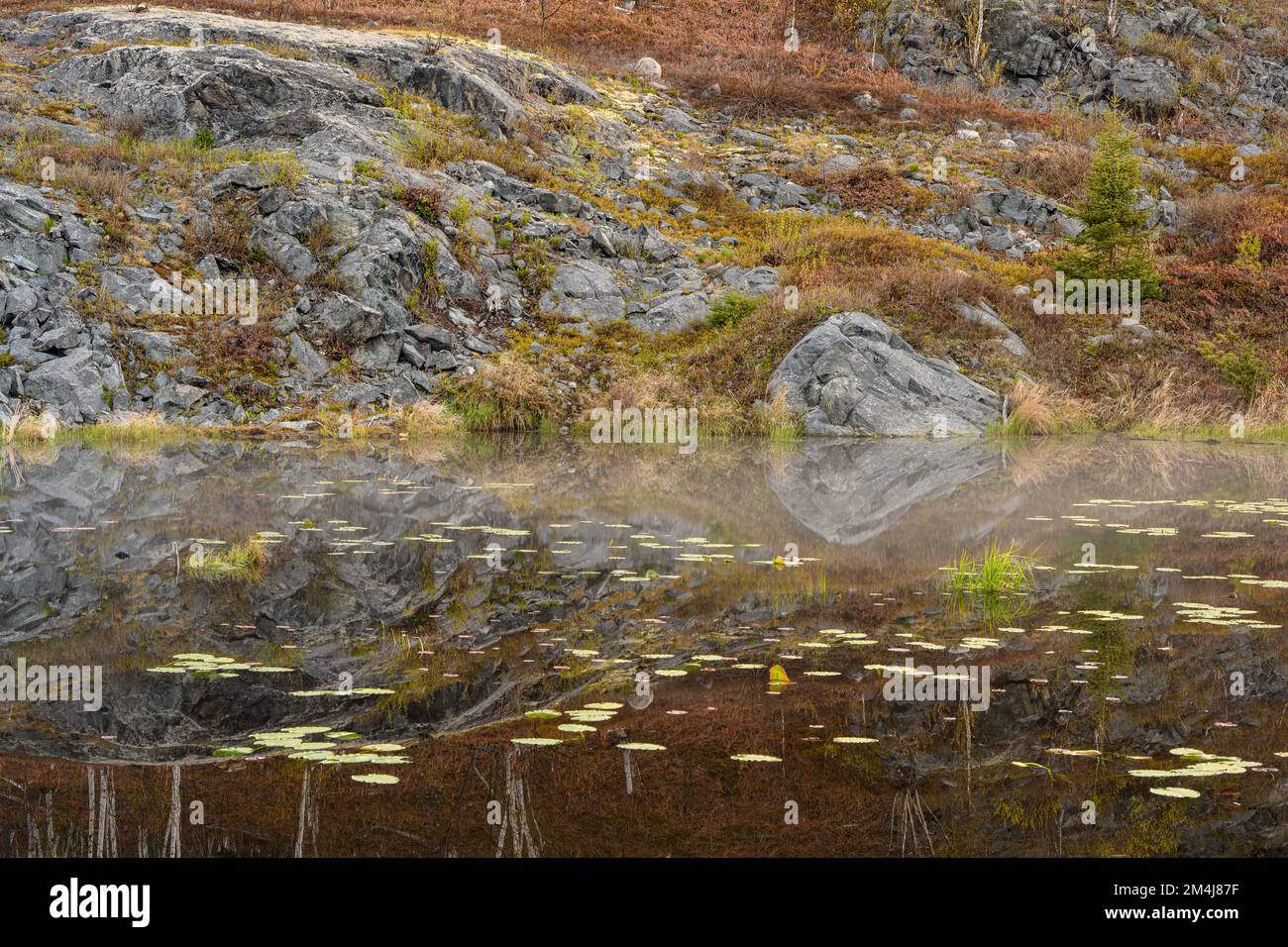 Pre-dawn shoreline reflections in a beaver pond in early spring ...