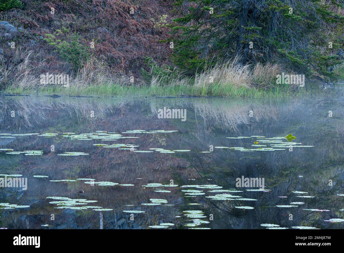 Pre-dawn shoreline reflections in a beaver pond in early spring ...