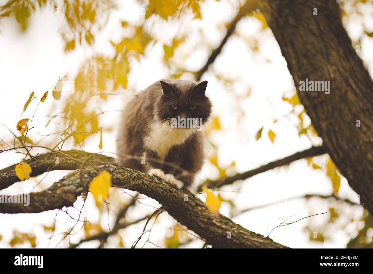 A closeup of a furry cat on a tree branch in autumn Stock Photo - Alamy