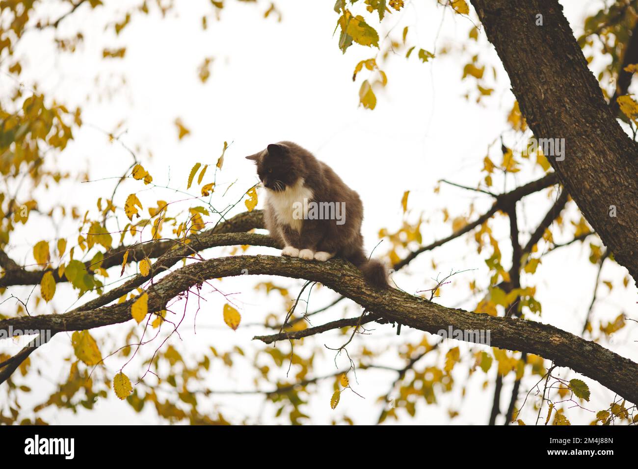A closeup of a furry cat on a tree branch in autumn Stock Photo - Alamy