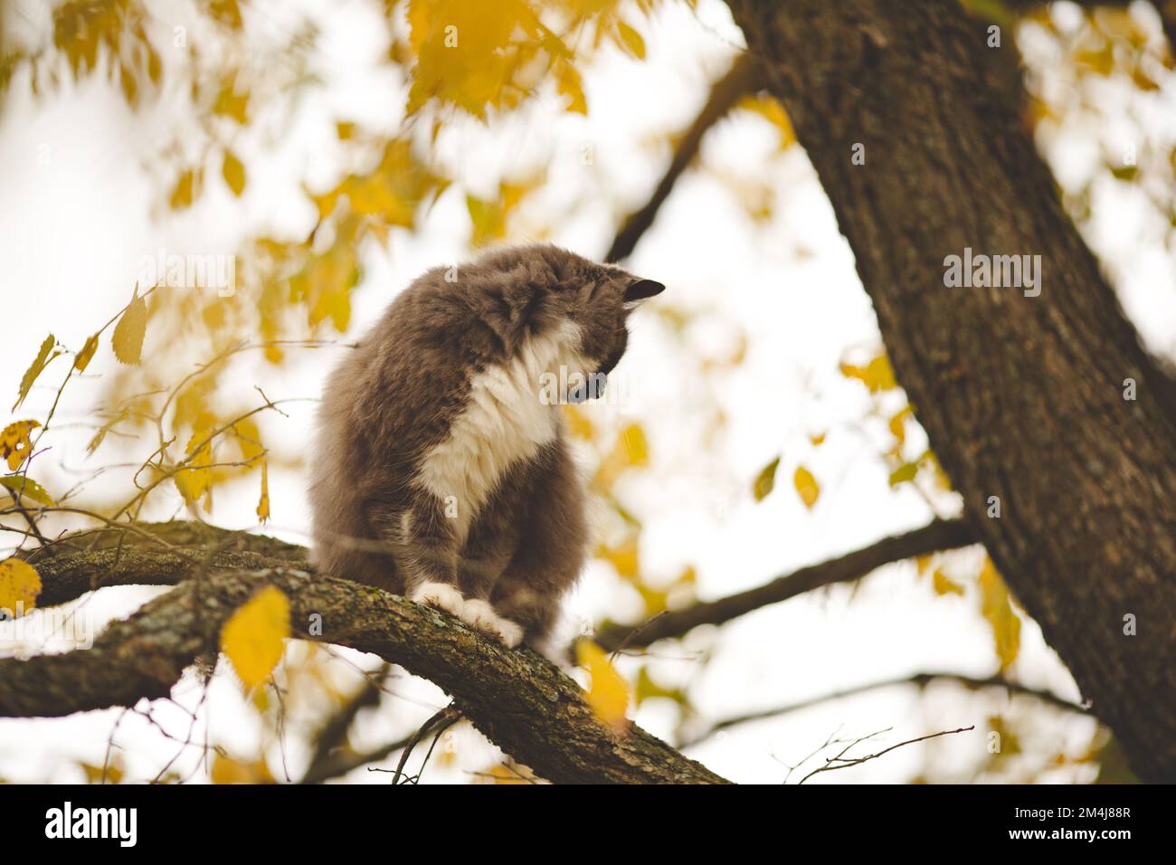 A closeup of a furry cat on a tree branch in autumn Stock Photo - Alamy