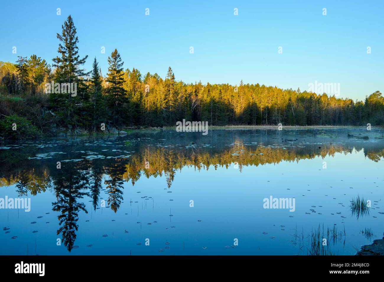 Shoreline reflections at sunrise in a beaver pond in early spring ...