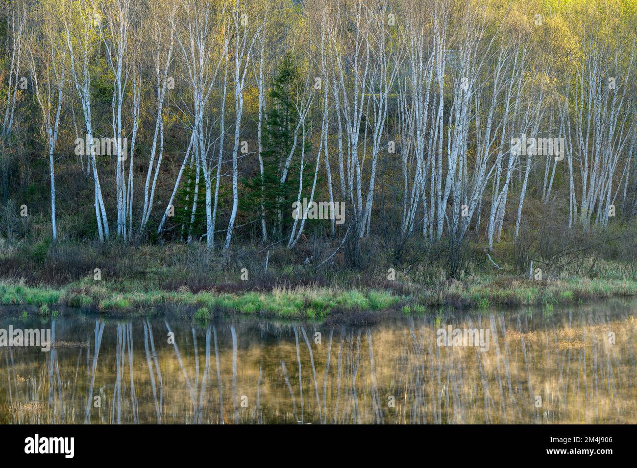 Spring reflections in a beaver pond, Greater Sudbury, Ontario, Canada ...