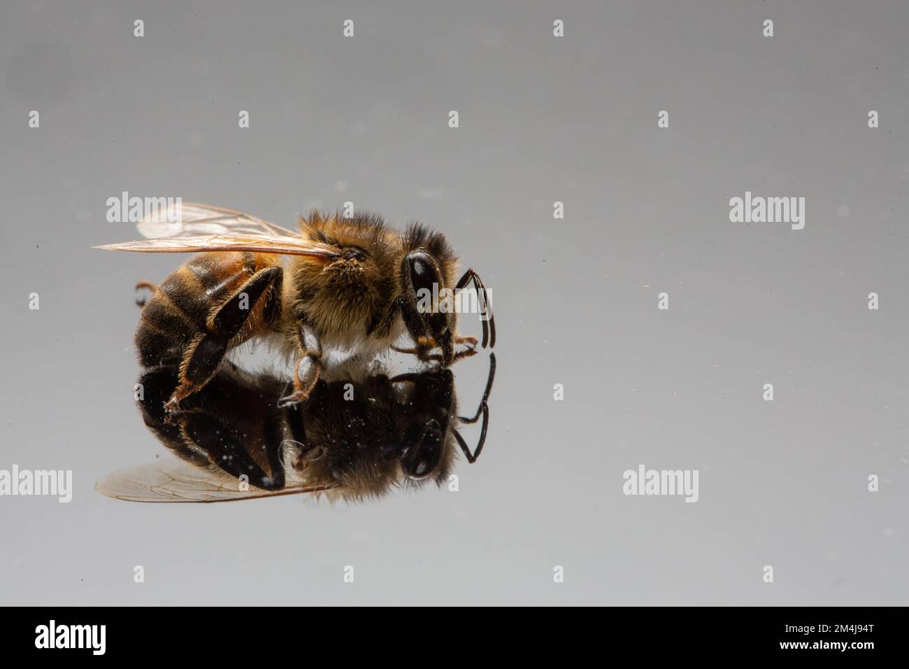 Bee mirrored on a reflective surface. Macro of a bee drinking in a body ...
