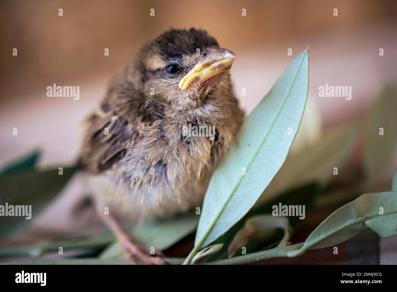 Immature house sparrow hi-res stock photography and images - Alamy