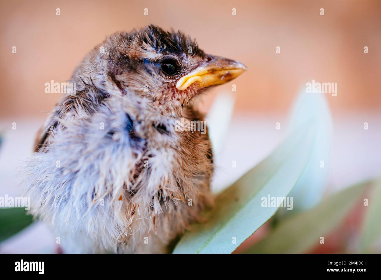 Immature house sparrow hi-res stock photography and images - Alamy
