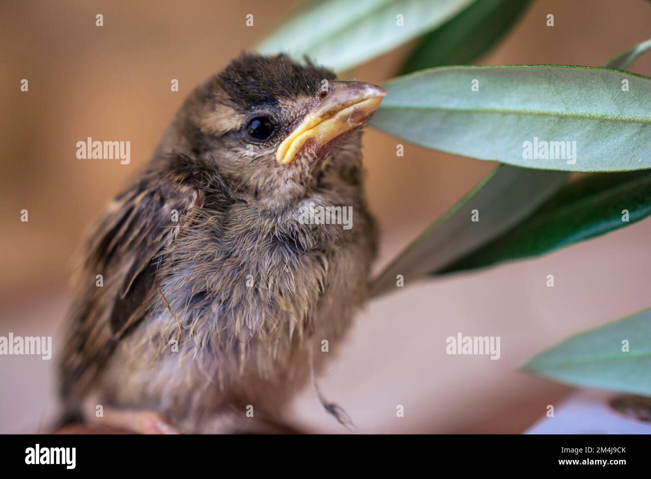 Immature house sparrow hi-res stock photography and images - Alamy