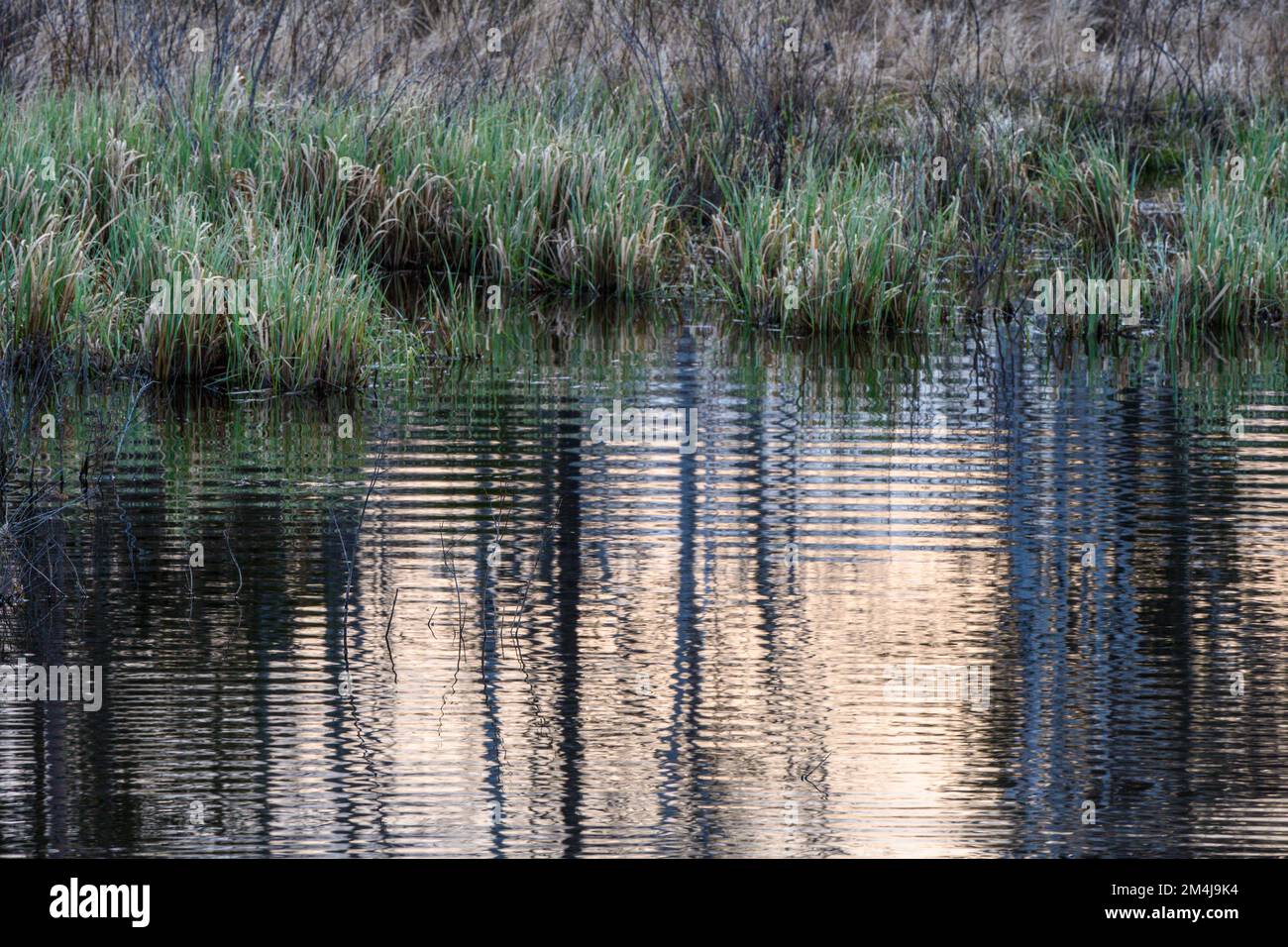 Beaver pond in spring, at sunrise, Greater Sudbury, Ontario, Canada ...