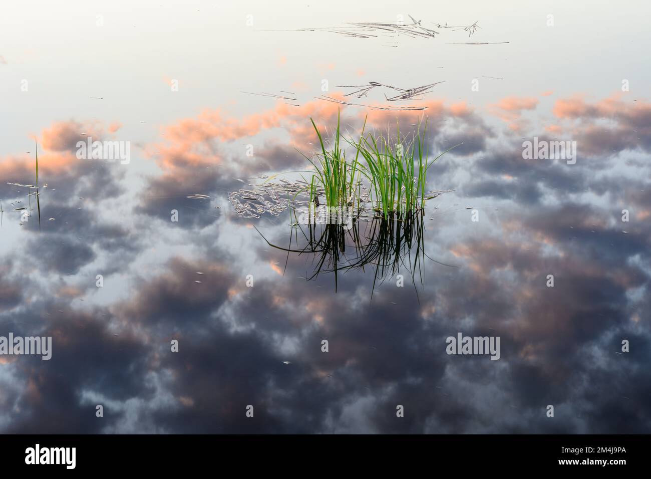 Spring beaverpond at dawn, Greater Sudbury, Ontario, Canada Stock Photo ...