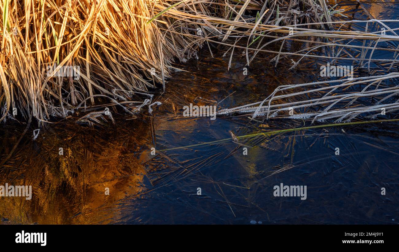 Frosted vegetation in a wetland in spring, Greater Sudbury, Ontario ...