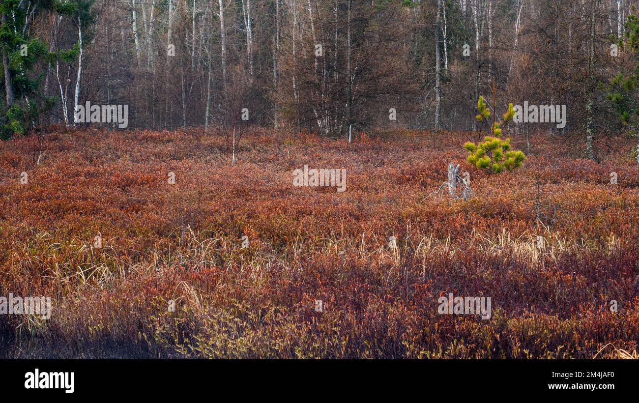 Leatherleaf natural habitat hi-res stock photography and images - Alamy