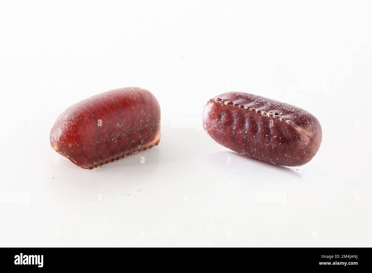 cockroach ootheca, casing containing the laid eggs of cockroach from ...