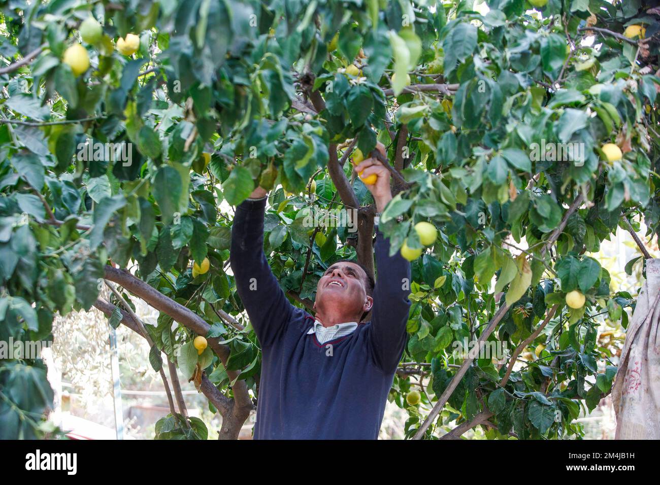 Nablus, Palestine. 21st Dec, 2022. A Palestinian picks citrus fruits at ...