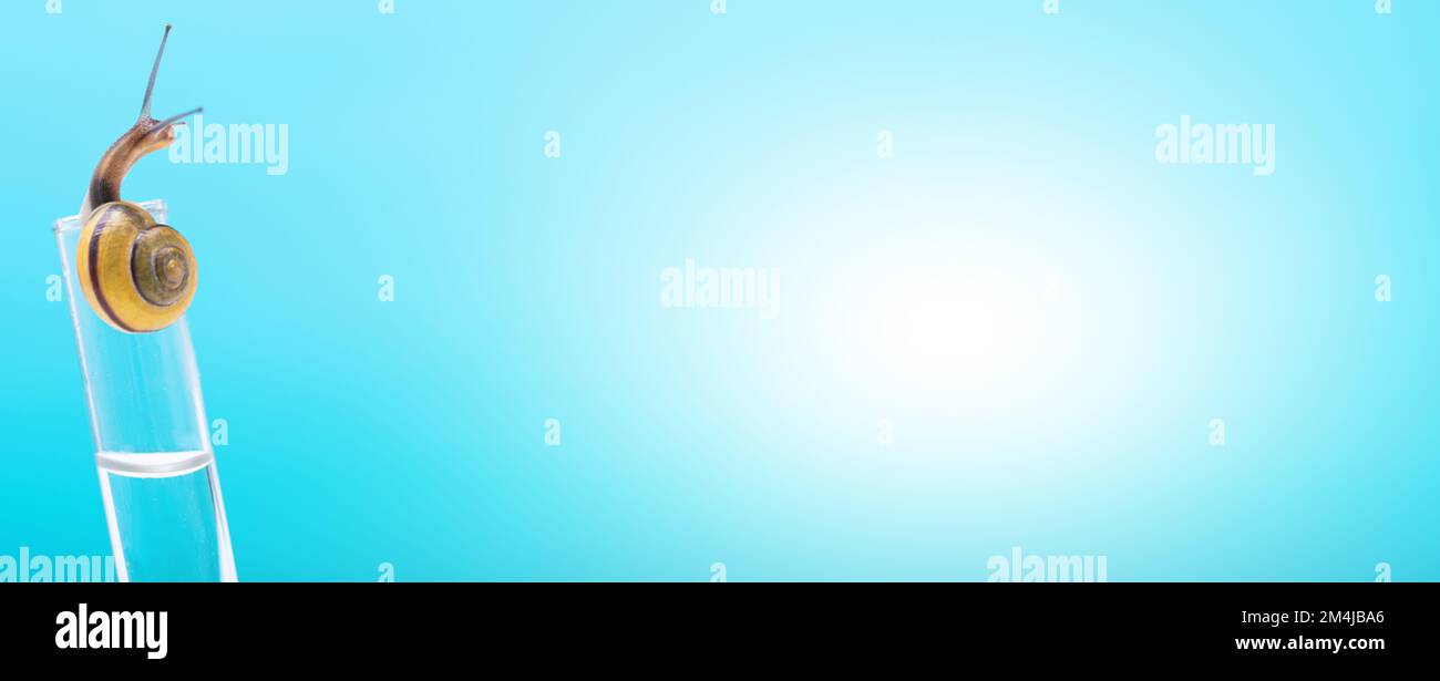 A snail with a bright shell on a chemical test tube. Chemical test tube ...