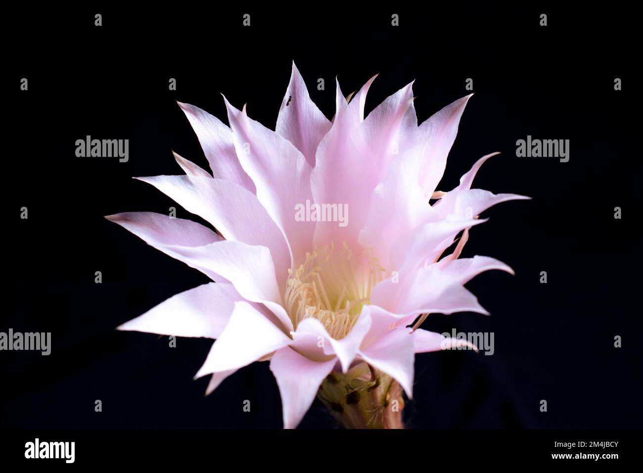 Brazil native flowers hi-res stock photography and images - Alamy