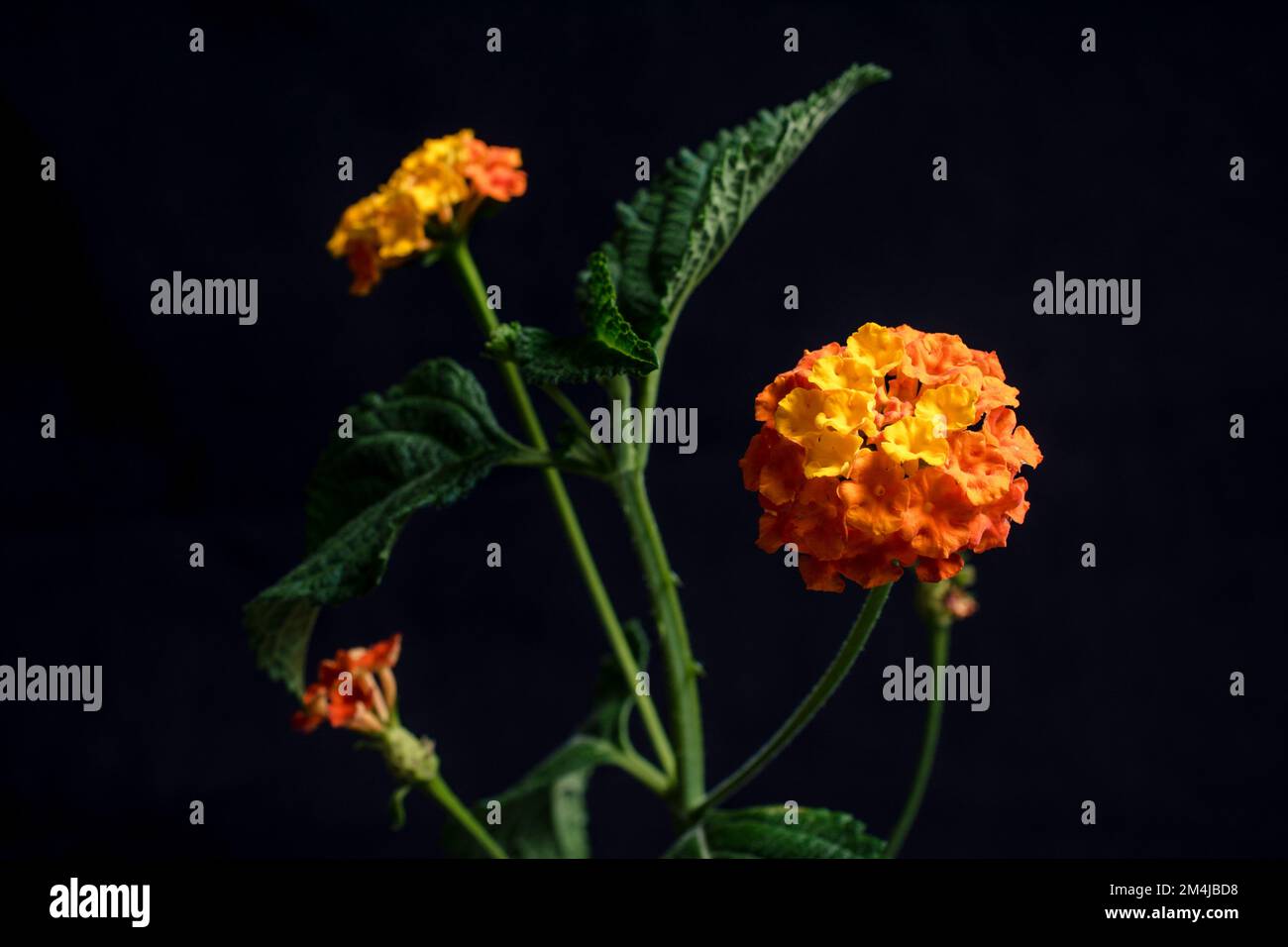 100 most invasive species hi-res stock photography and images - Alamy