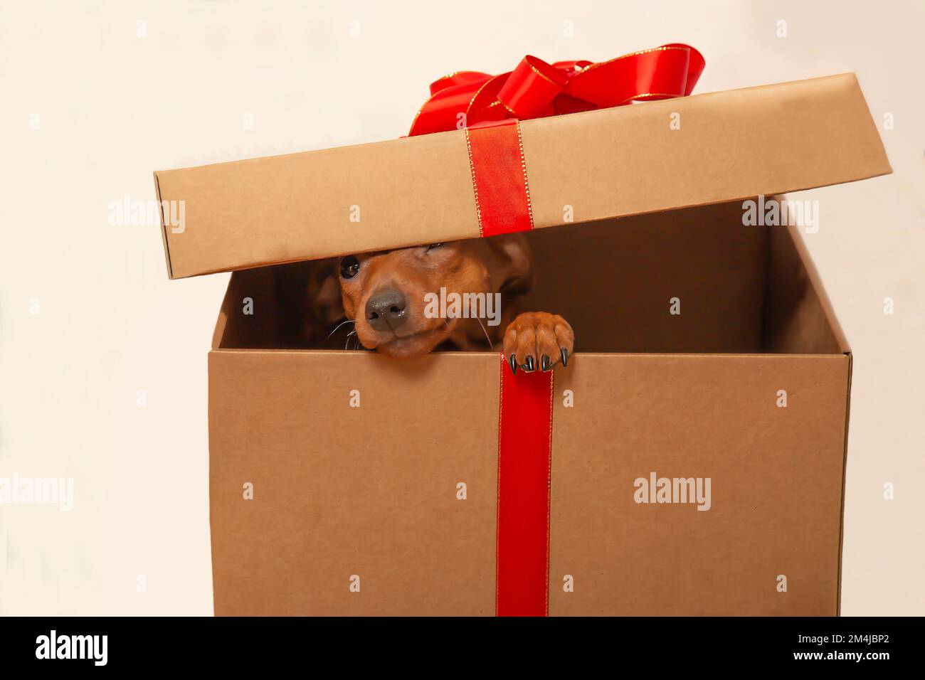 A curious Puppy sits in a gift box and sticks its nose out of the box ...