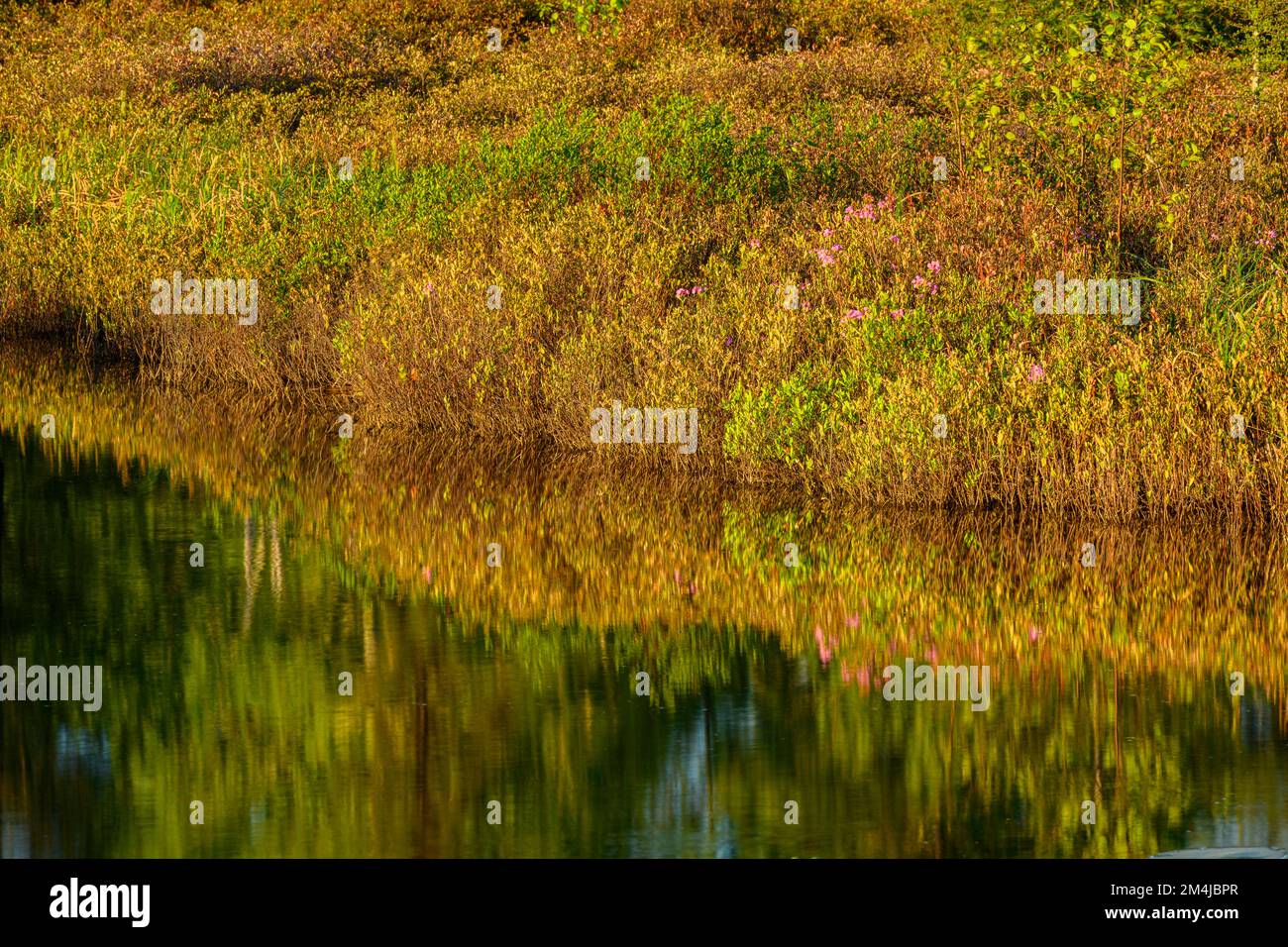 Leatherleaf bog in spring, Greater Sudbury, Ontario, Canada Stock Photo ...