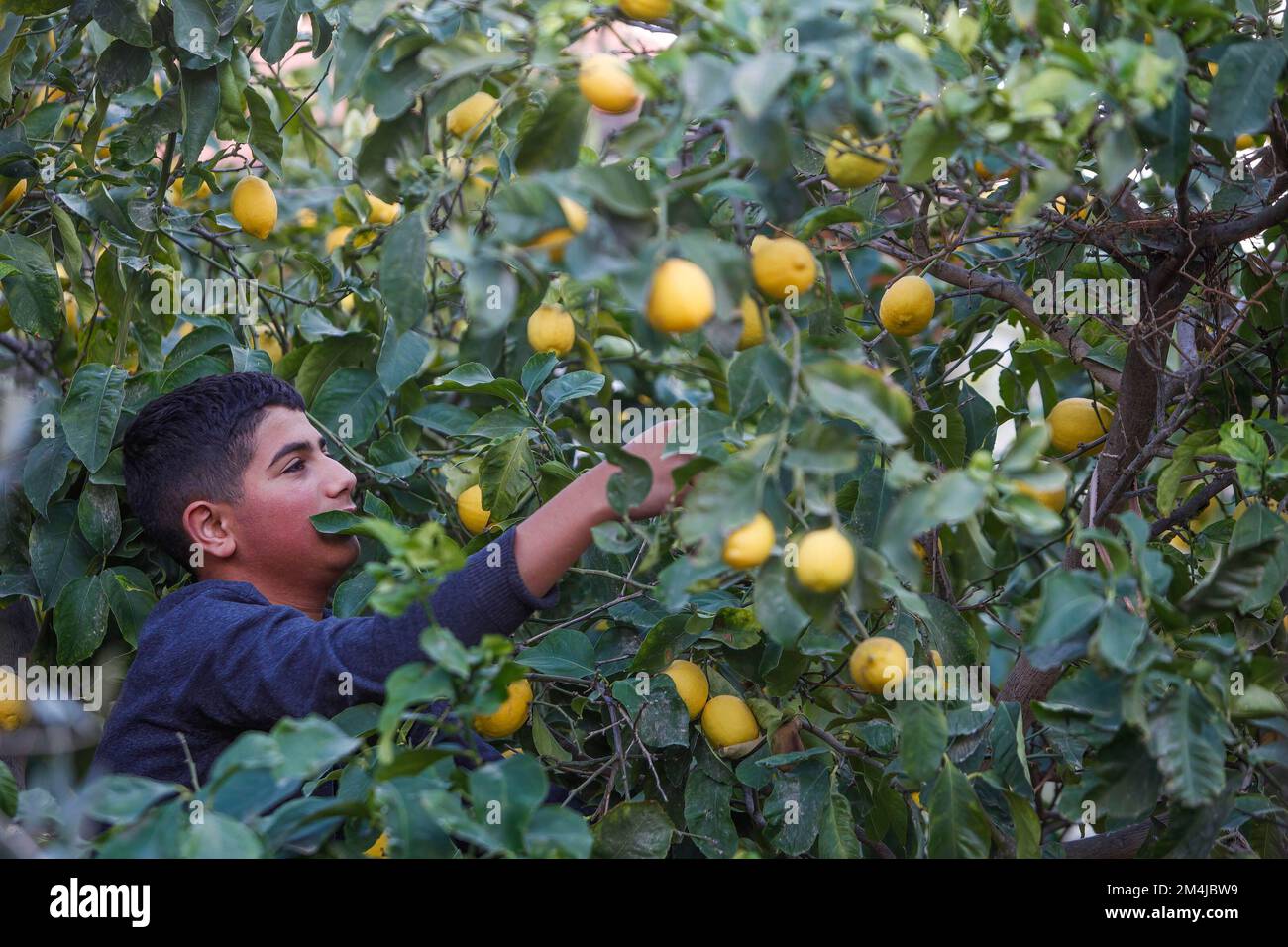 Nablus, West Bank, Palestine. 21st Dec, 2022. A Palestinian picks ...