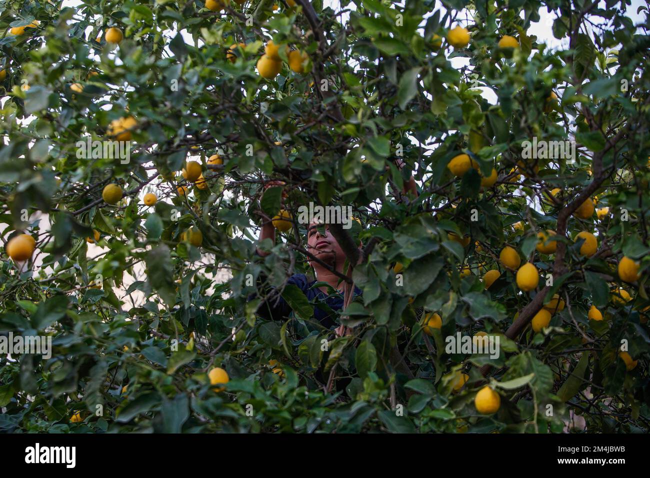 Wadi al faraa hi-res stock photography and images - Alamy
