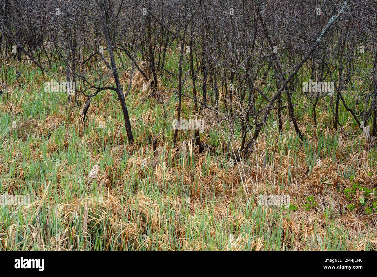 Speckled alder trunks hi-res stock photography and images - Alamy