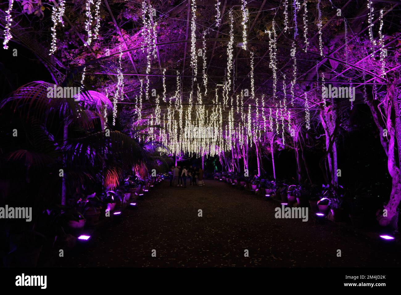 Christmas lights at La Concepción, Málaga botanical garden, Spain Stock ...