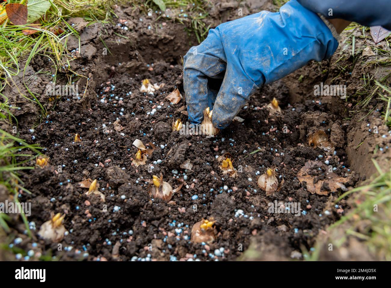 hand sadi in soil-soil flower bulbs. Hand holding a crocus bulb before ...