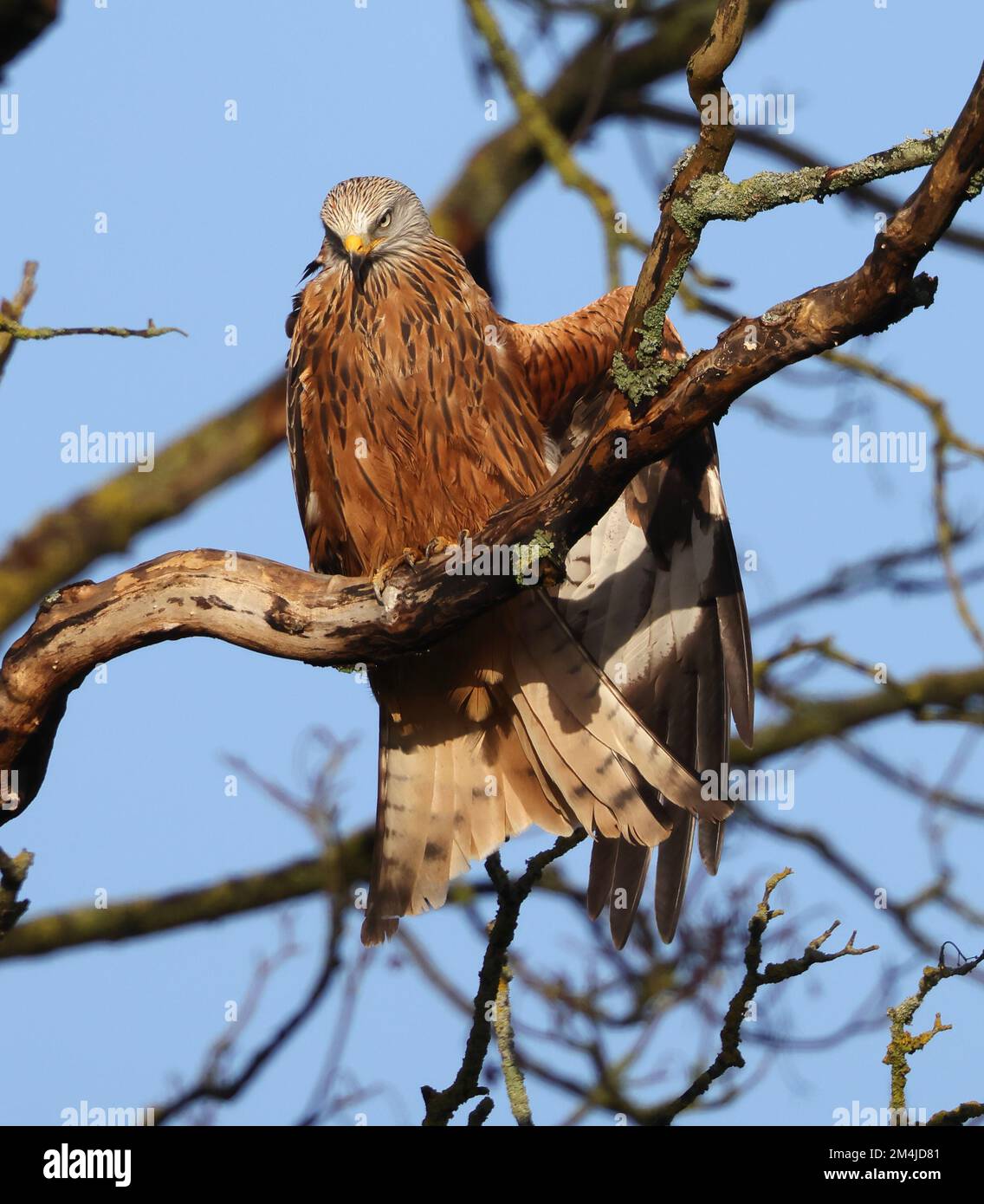 Red Kite in an old tree in the Cotswold Hills during the Winter time ...