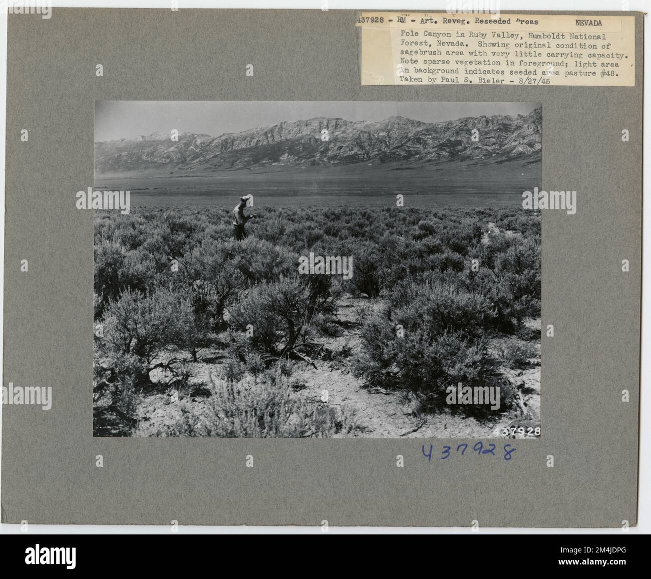 Range Revegetation - Plant Control - Nevada. Photographs Relating to ...