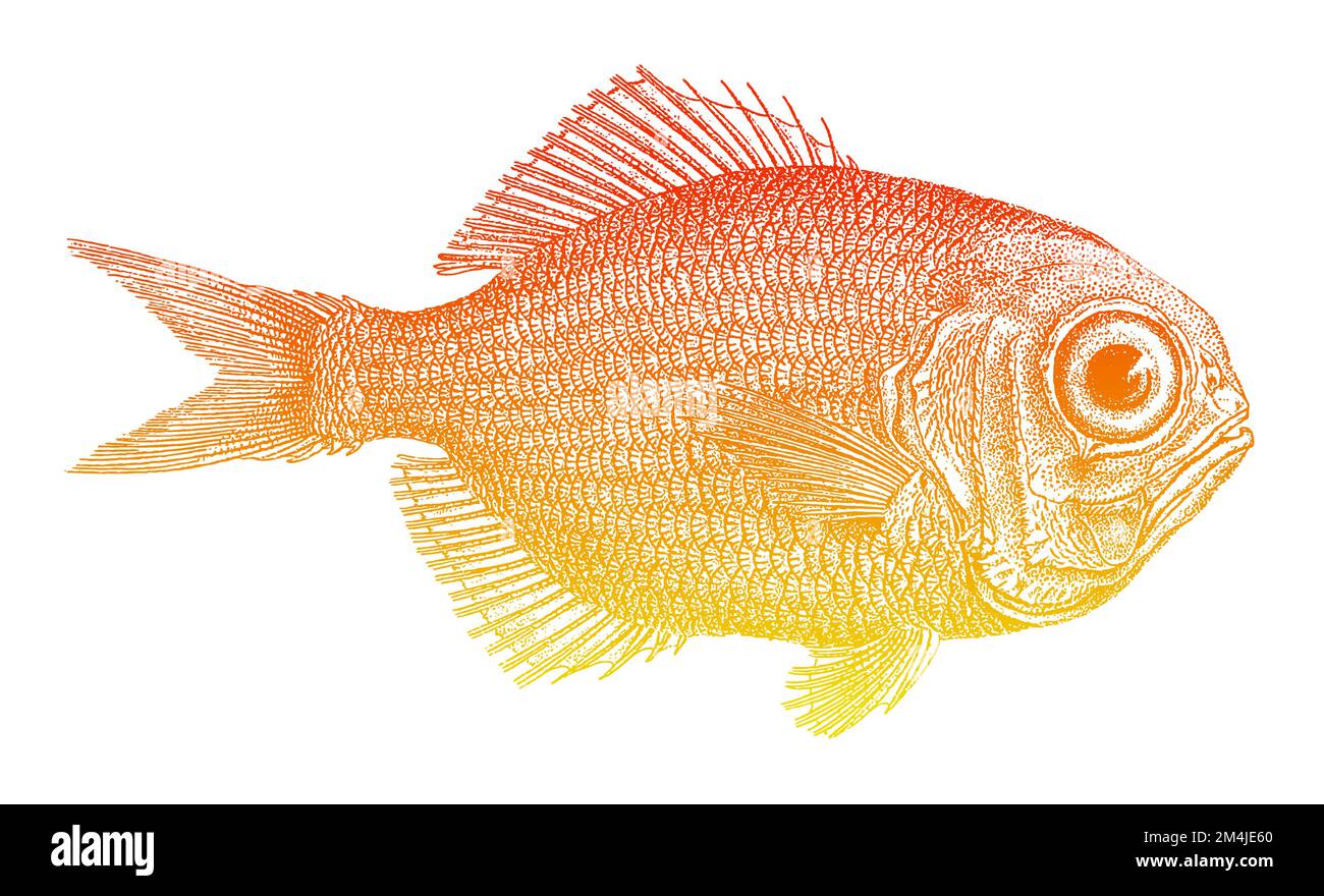 South african fish Stock Vector Images - Alamy