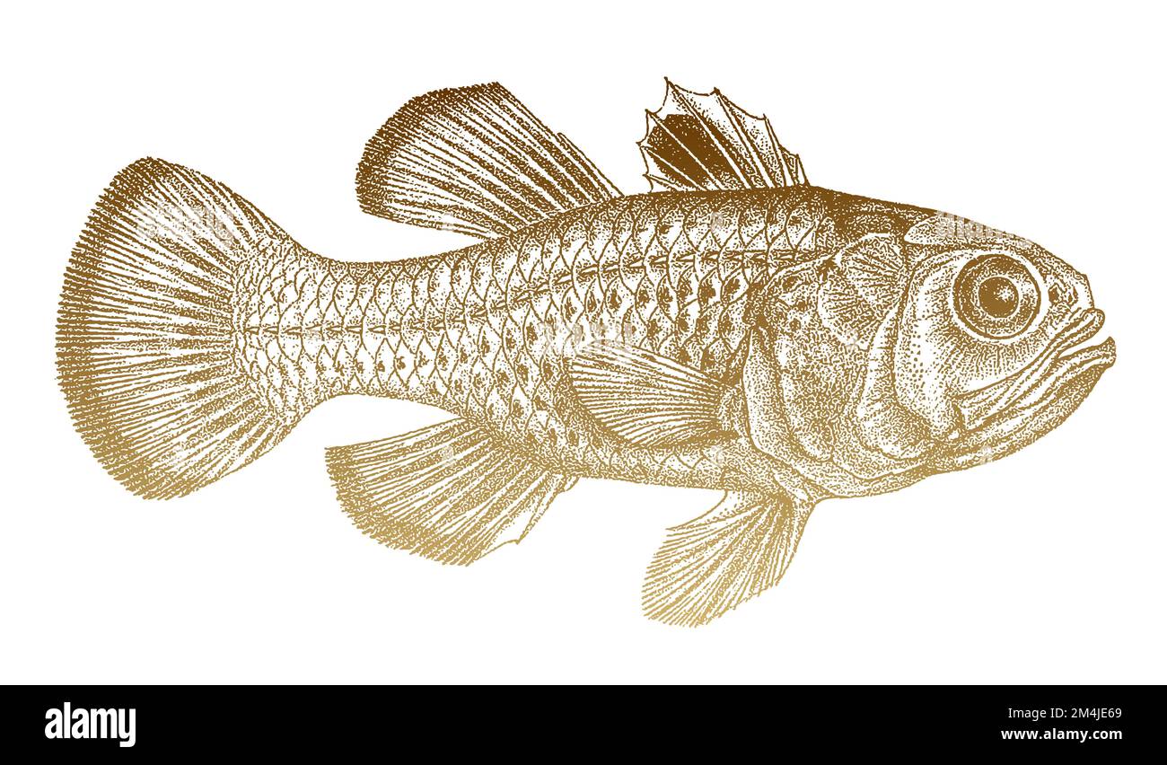 Jaydia queketti hi-res stock photography and images - Alamy