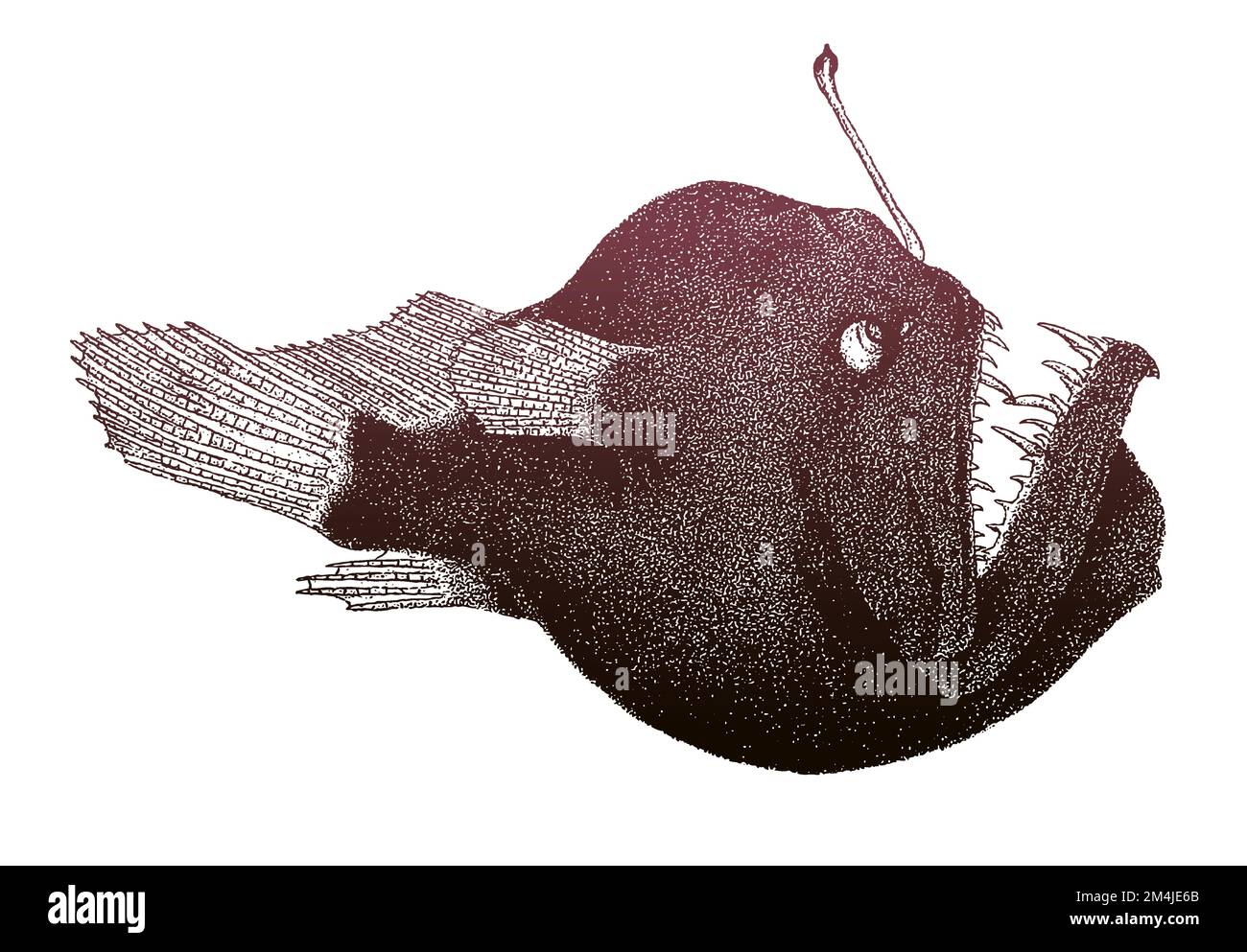 Humpback anglerfish melanocetus johnsonii, deepsea fish in side view ...