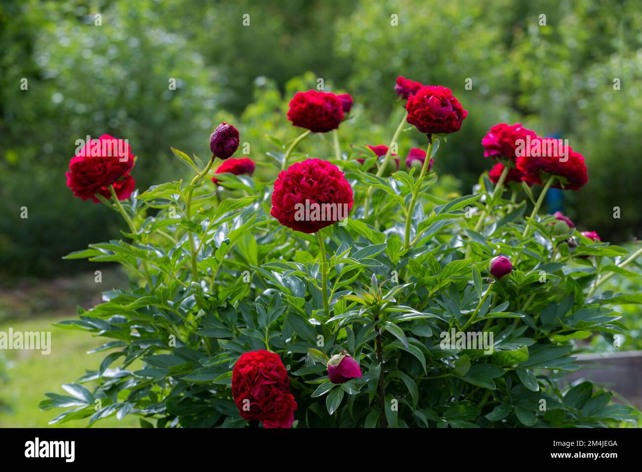Red double peony cottage hi-res stock photography and images - Alamy