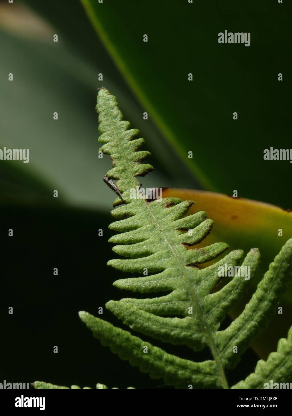 Licorice fern hi-res stock photography and images - Alamy