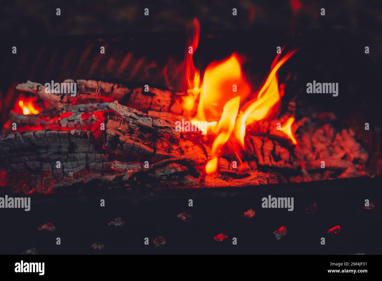 Beautiful bonfire with burning firewood in forest. Space for text Stock ...