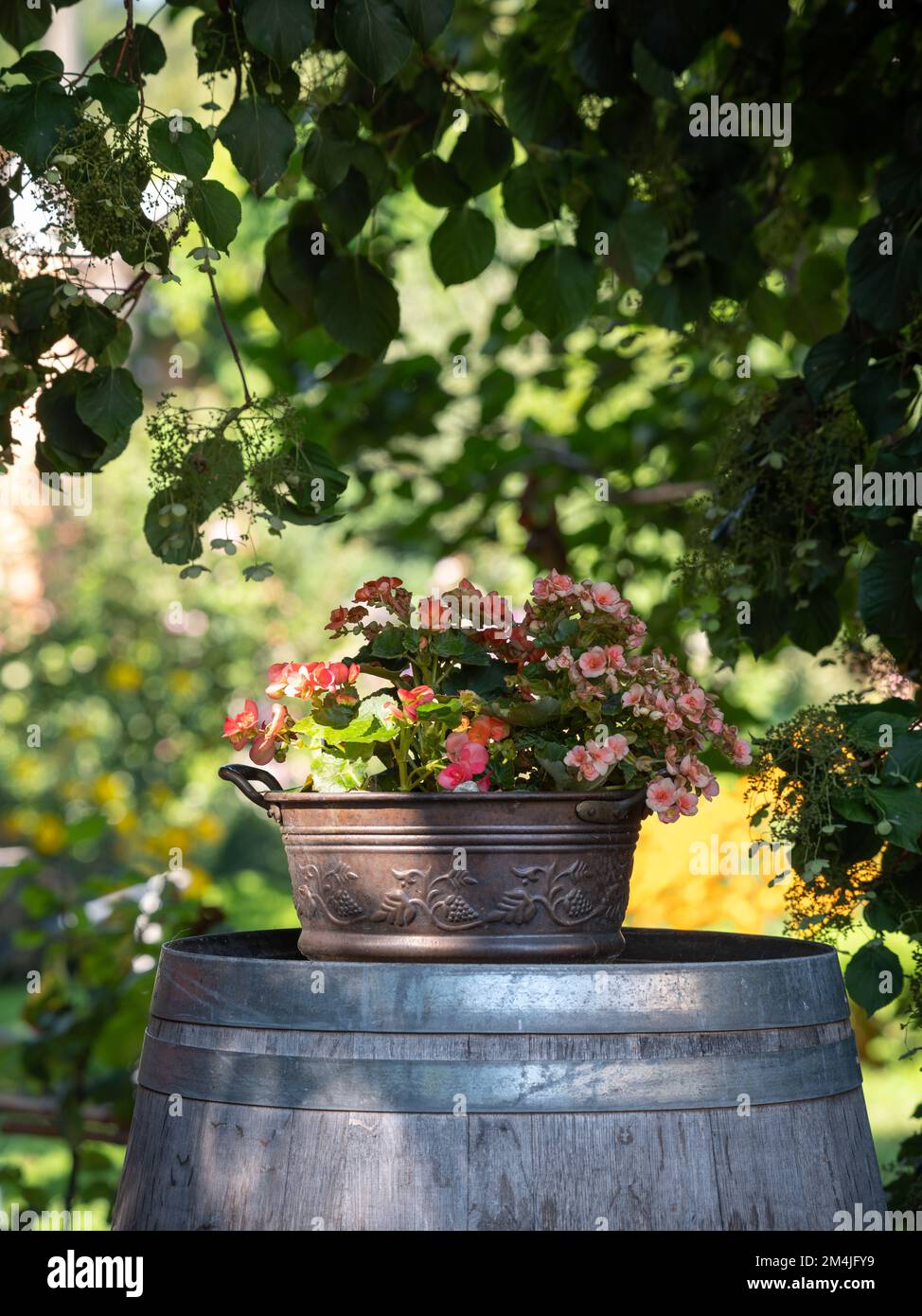 Blooming Flowers in a copper basin on a barrel. Summer garden Stock ...