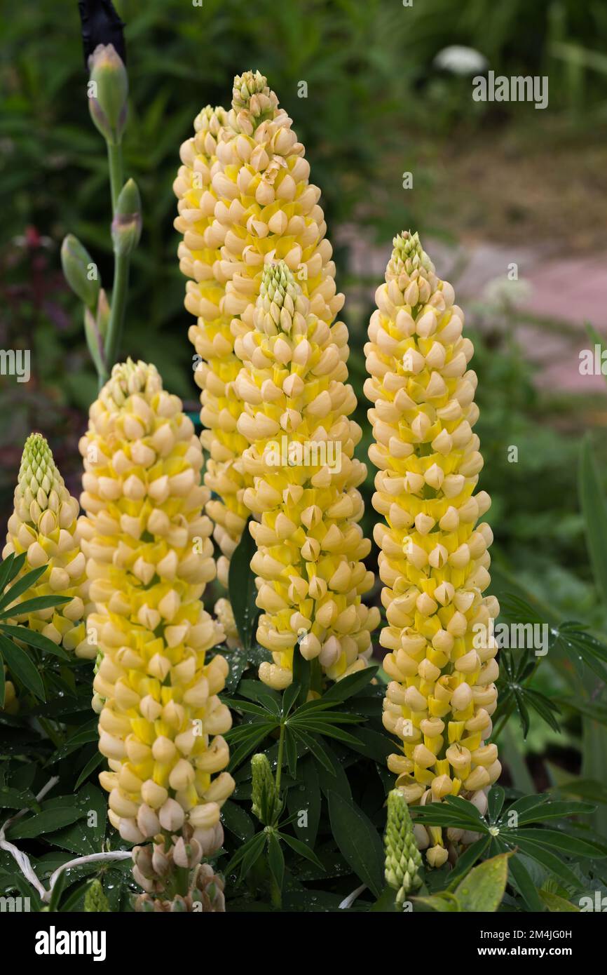 Lupin gallery hi-res stock photography and images - Alamy