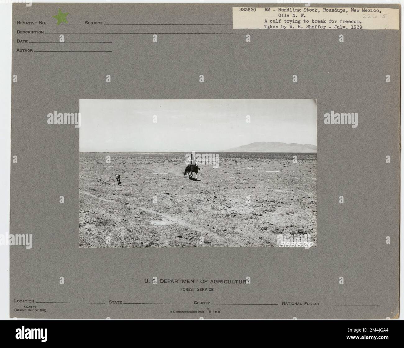 Handling Stock - All States. Photographs Relating to National Forests ...