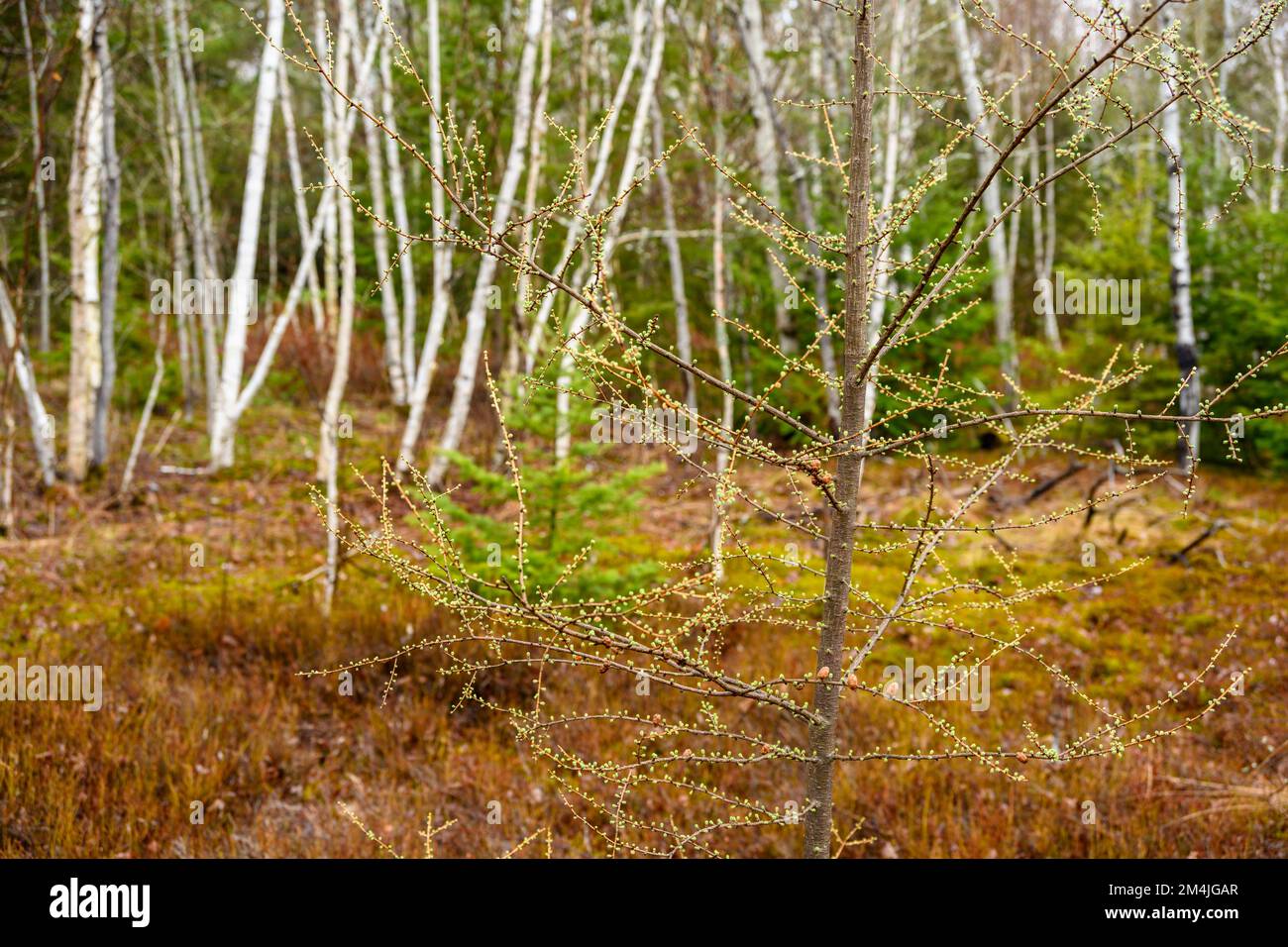 Eastern larch tree hi-res stock photography and images - Alamy