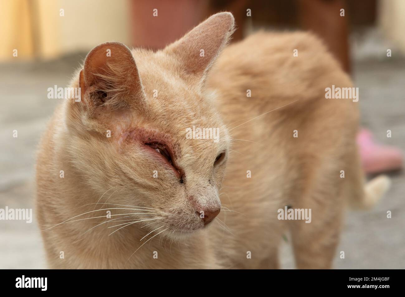 Kitten Swollen Red Eye At Glady Fortenberry Blog