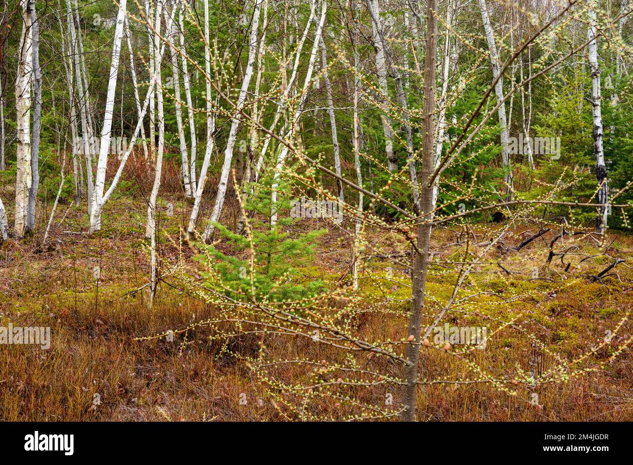 Eastern larch tree hi-res stock photography and images - Alamy
