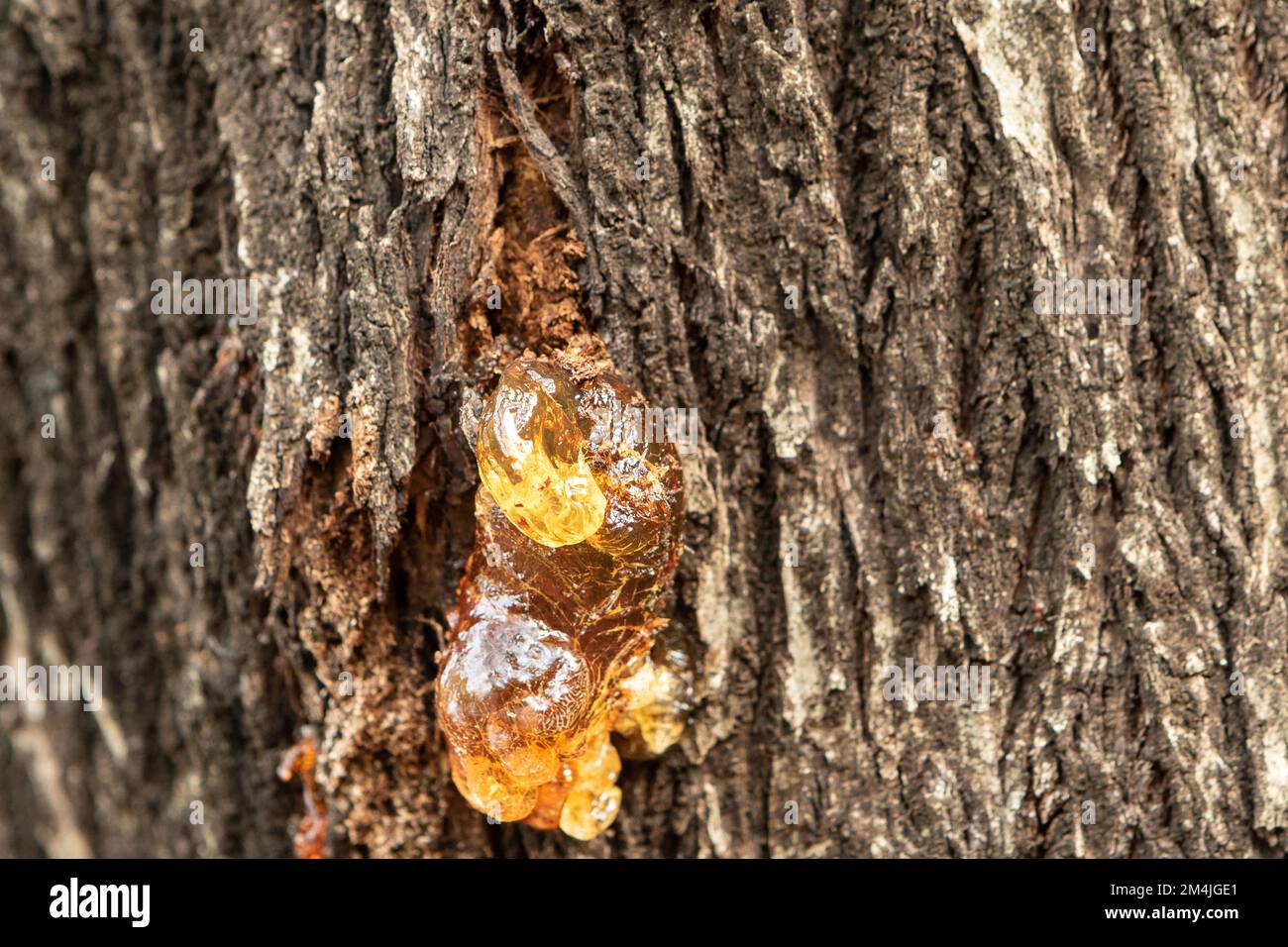 Macro of resin on a tree trunk. Gum on a bark wound to stop the lymph ...