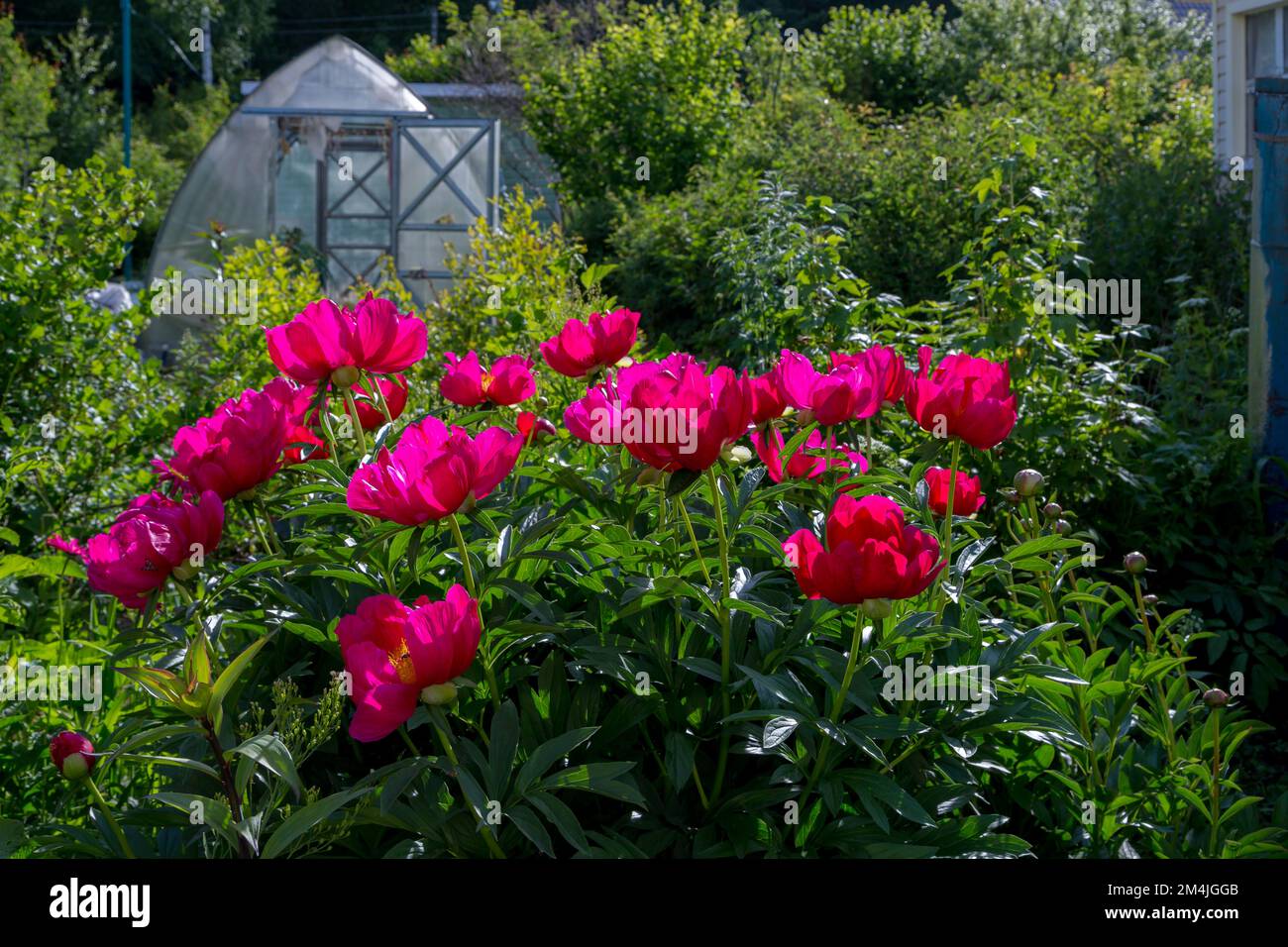 Peony scarlet o hara hi-res stock photography and images - Alamy
