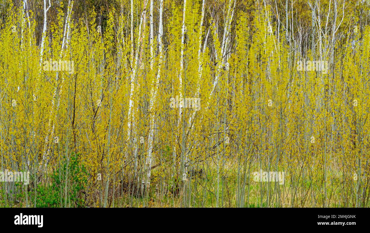 Aspen foliage, birch tree trunks in early spring, Greater Sudbury ...