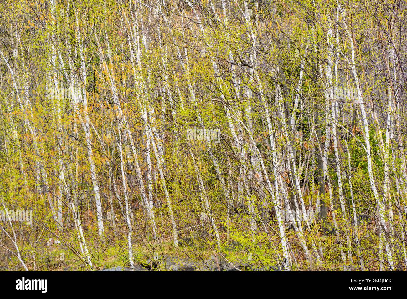 Birch tree trunks on a hillside in early spring, Greater Sudbury ...