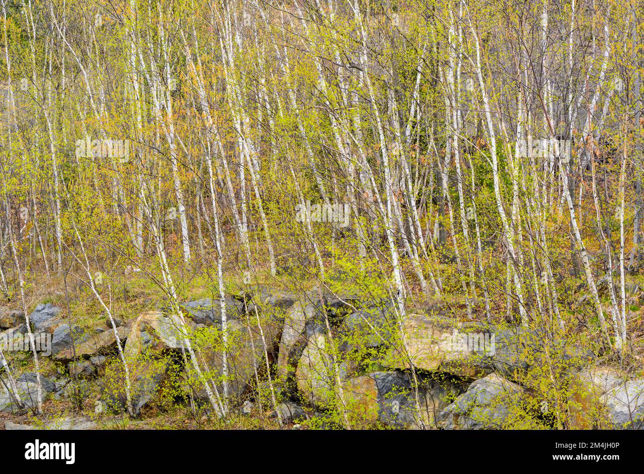 Birch tree trunks on a hillside in early spring, Greater Sudbury ...