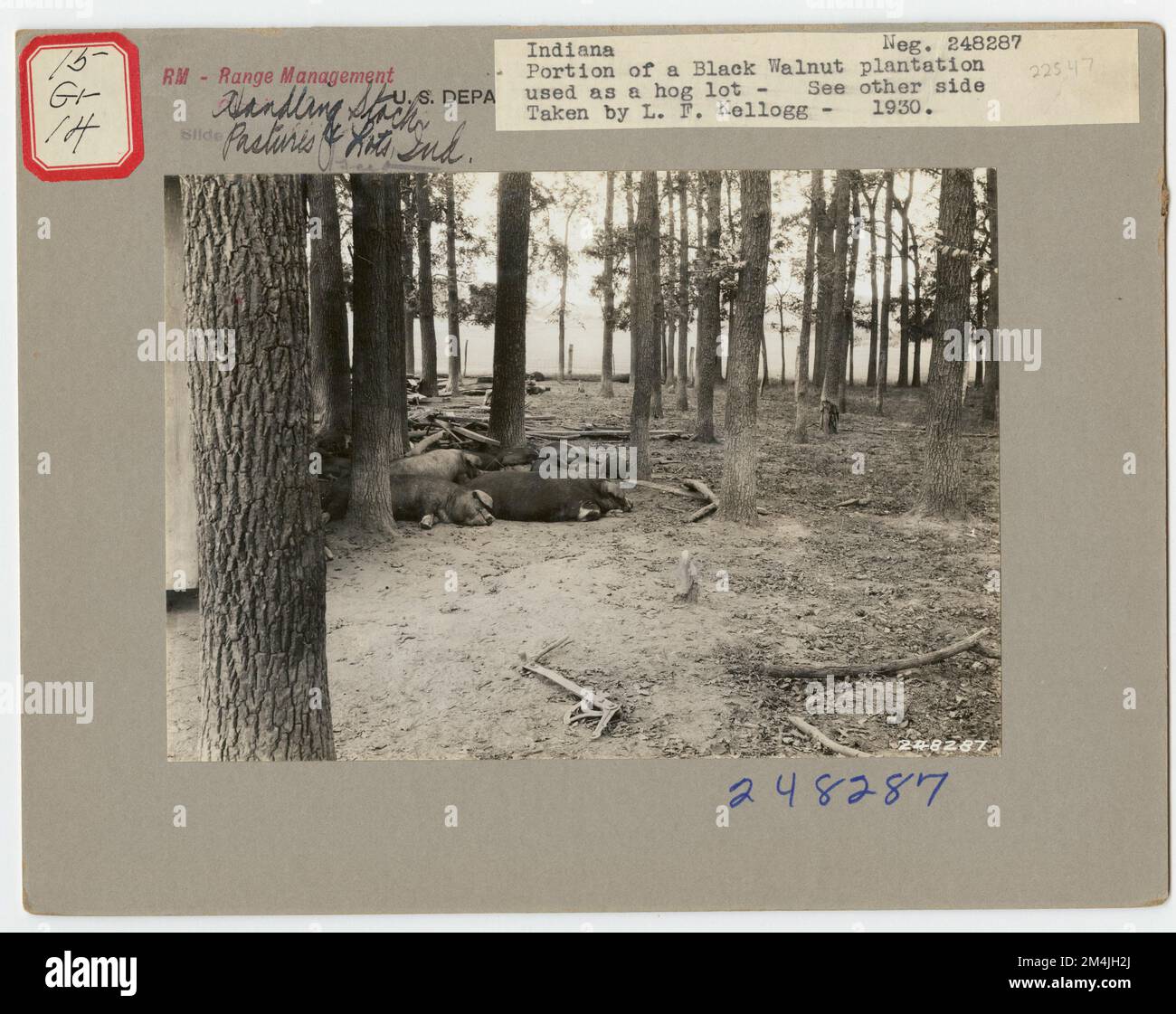 Livestock Pigs - All States. Photographs Relating to National Forests ...
