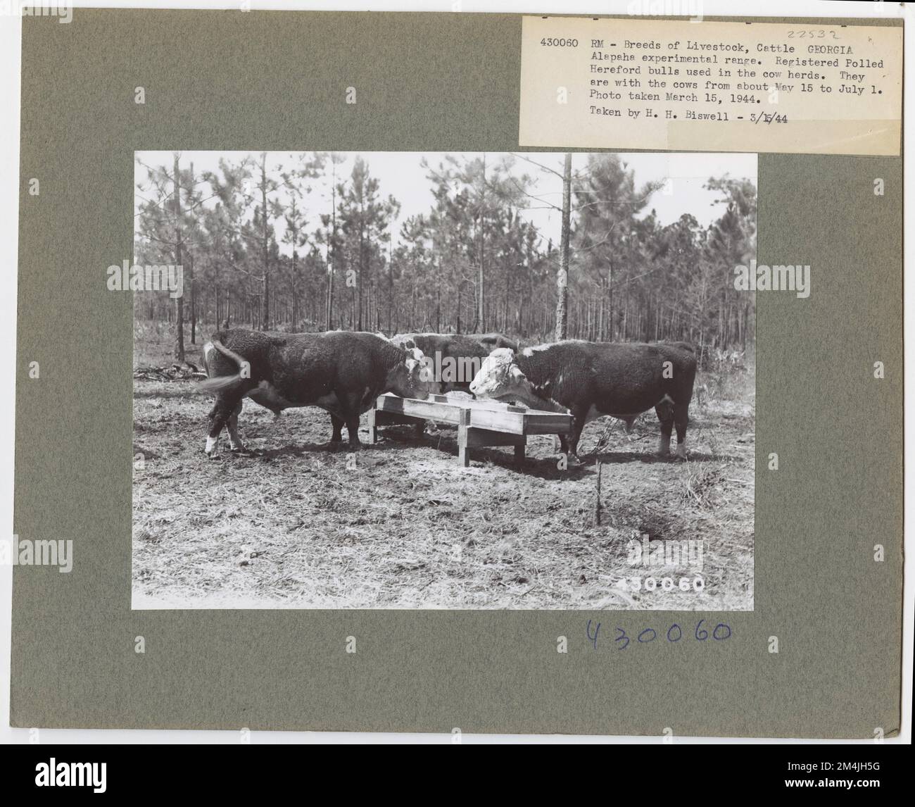 Livestock Cattle - All States. Photographs Relating to National Forests ...