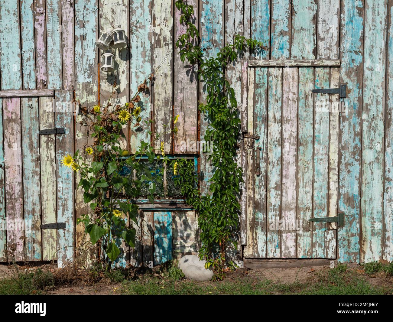 Old small wooden barn overgrown with ivy and wild sunflowers in garden ...
